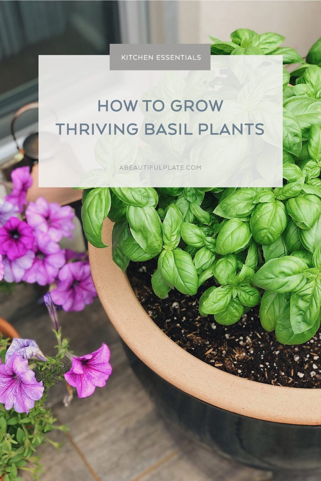 How to Grow Thriving Basil (How to Grow Basil in a Pot) - A Beautiful Plate