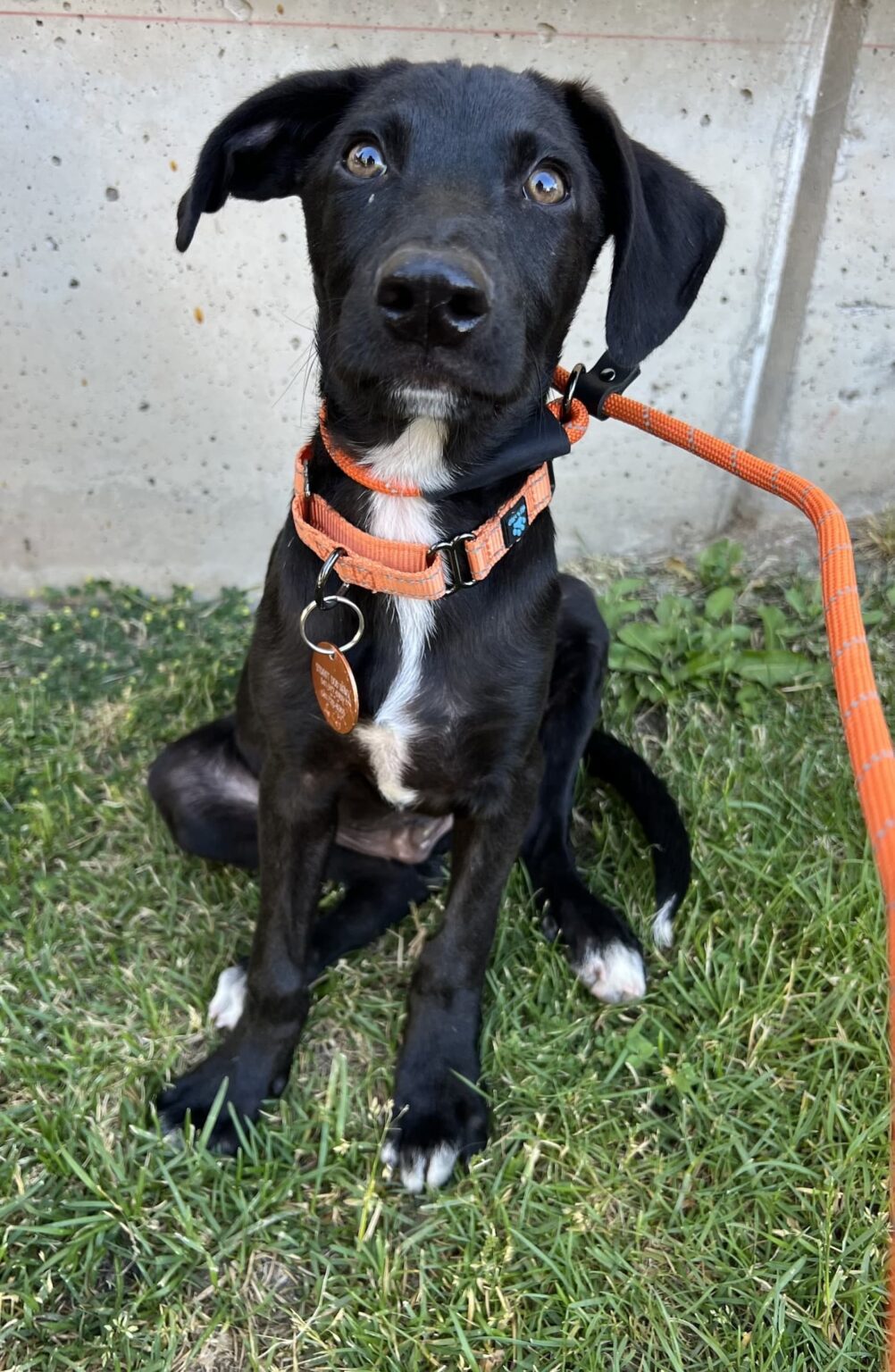 Meet Finn - A Beautiful Plate