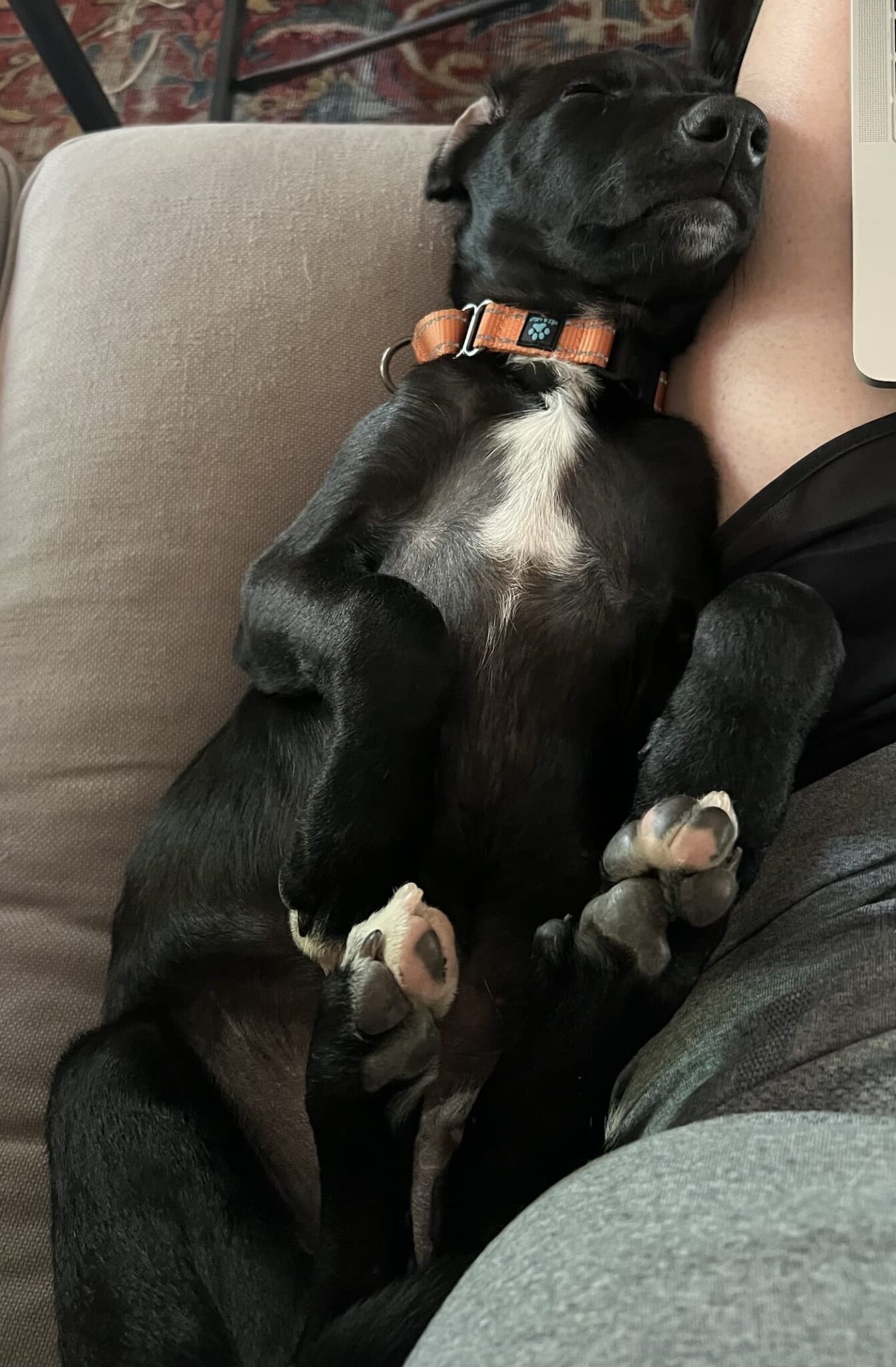 Meet Finn - A Beautiful Plate